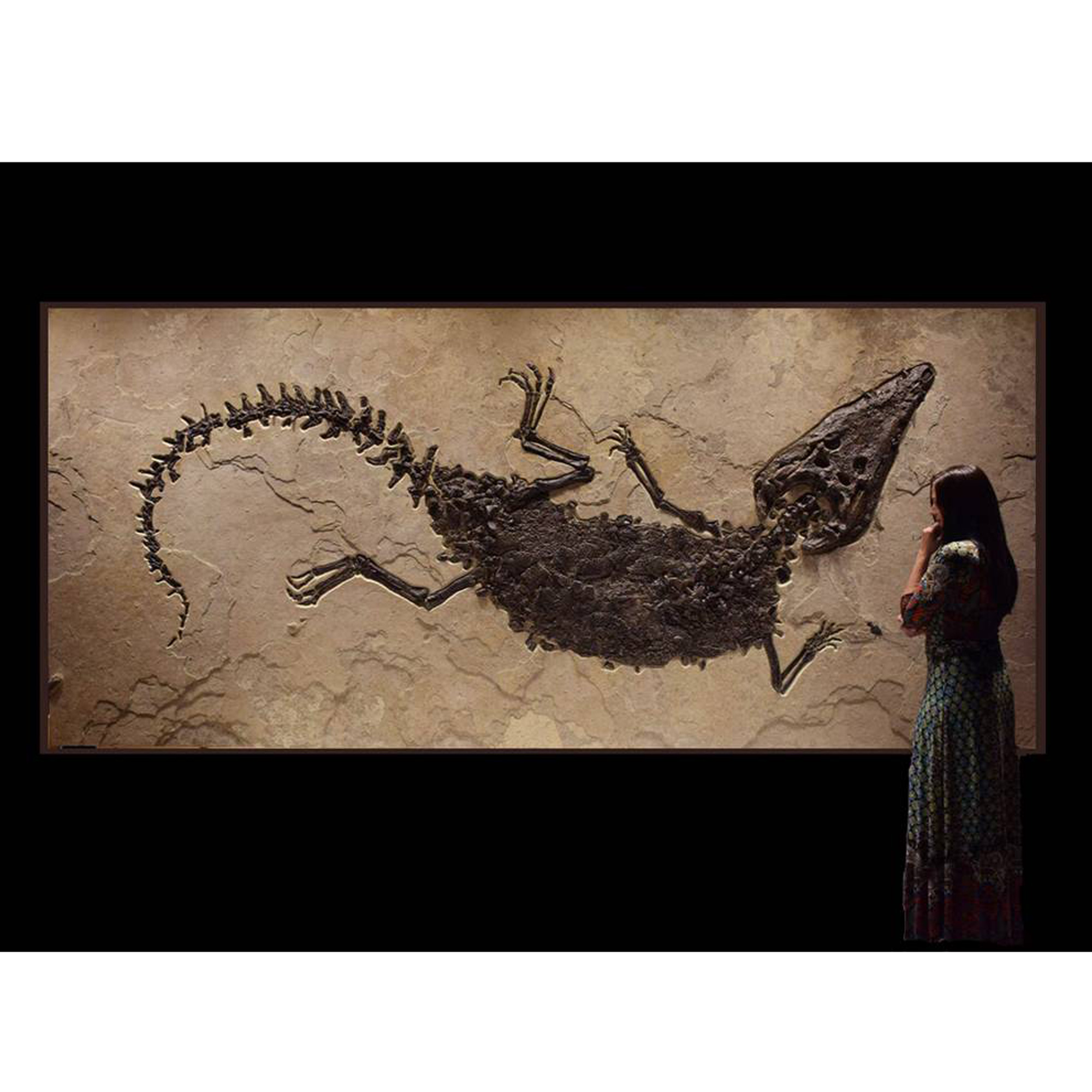 Green River Fossils Archives - House of Whitley