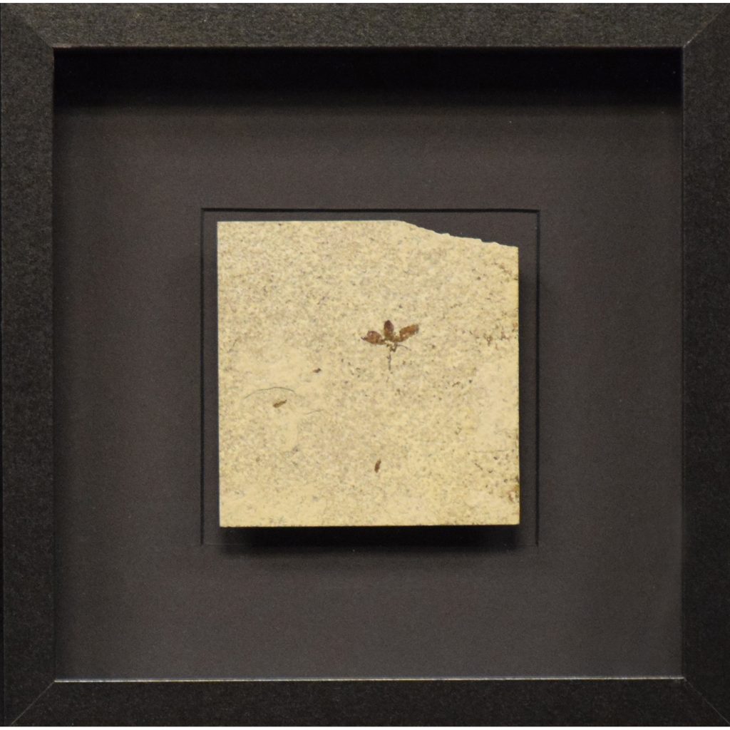 Fossil Shadow Boxes Archives - House of Whitley