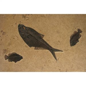 Fossil Fish Tiles – House of Whitley