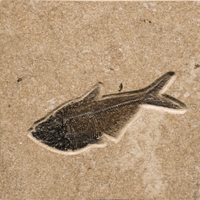 Fossil Fish Tiles – House of Whitley