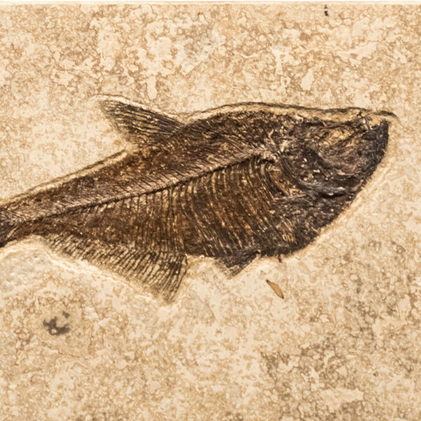 Fossil Fish Tiles – House of Whitley