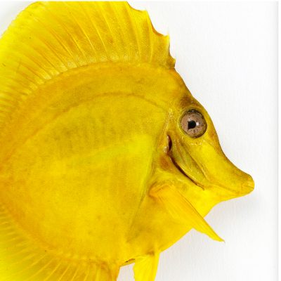 Shop | House of Whitley