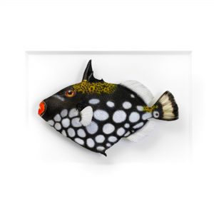 Christopher Marley Pheromone Art | House of Whitley